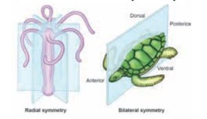Classification of Living Organisms